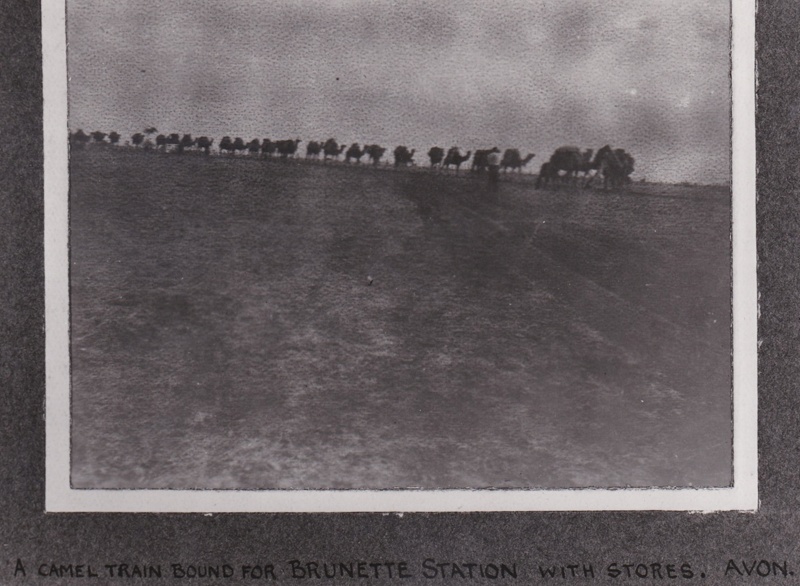 Photograph - Camel Train; c1930s; 16854 | eHive