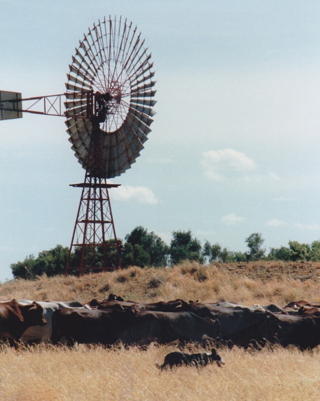 Photo - Outback Muster; 1999; 19735 | eHive