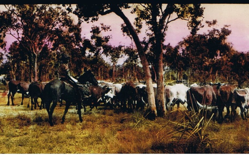 Aboriginal stockmen mustering cattle; Chris Goy; c1930; 8586 on eHive