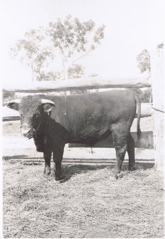 Photograph - Bull in yard; 1927; 5671 | eHive