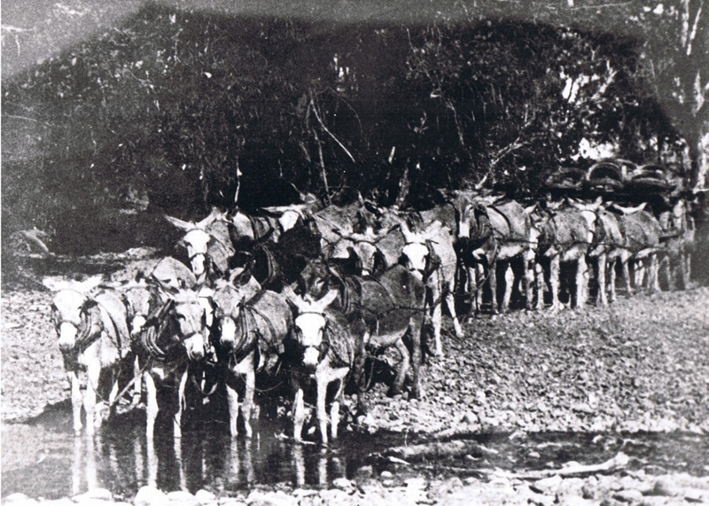 Photograph - Arnold Brumby's Donkey Team loaded with fencing wire ...