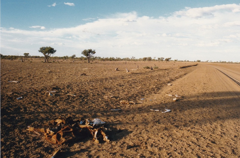 Photograph - Old Man Drought. ; Cottam Productions, Longreach; 1990 ...