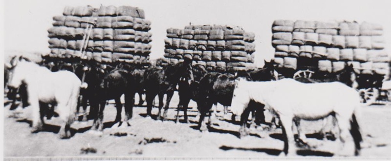 Photograph - Three wool wagons and herd of horses. ; c 1910; 9867 | eHive