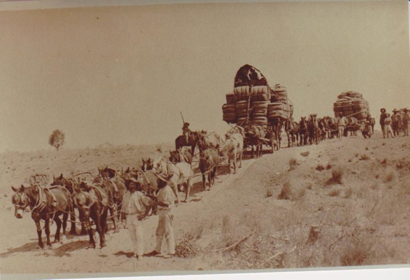Photograph - Horse drawn Wool wagons; unknown; 11824 | eHive