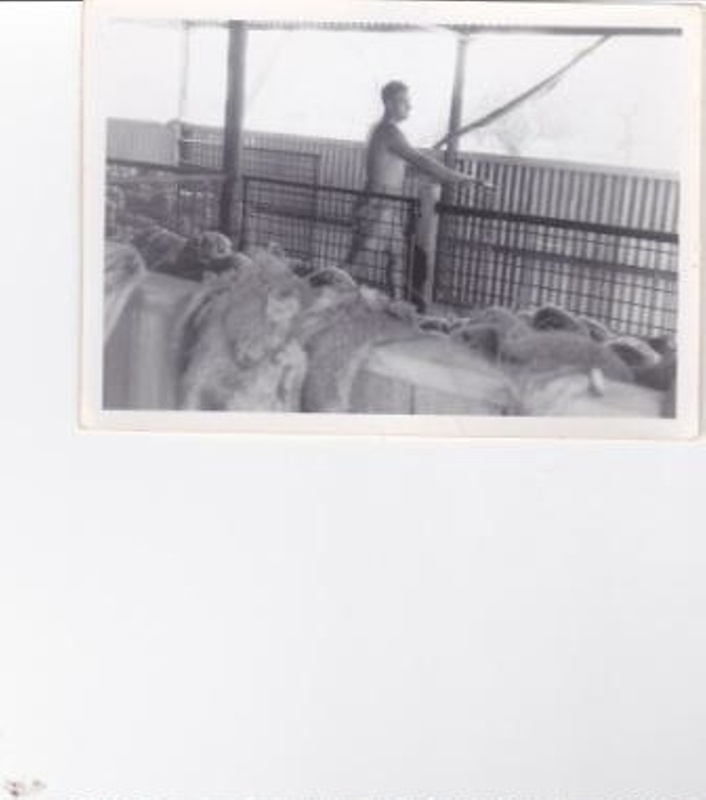 Photograph - George Garland Penning up Sheep; c1950; 14903 | eHive