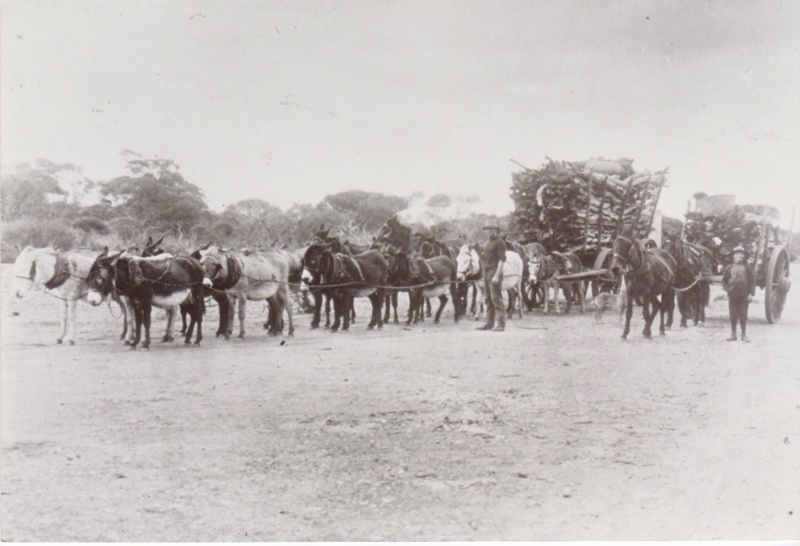 Photograph - Micky Bates' Donkey Teams; 1913; 16371 | eHive