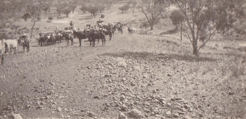 Photograph - Droving cattle. ; c 1930; 18720 | eHive