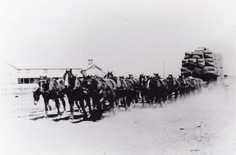 Team of horses pulling loaded wool wagon; 1910; 12432 | eHive