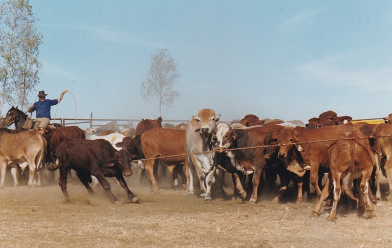 Photograph: Herd of Bullocks and a man on horseback, and a bullock ...
