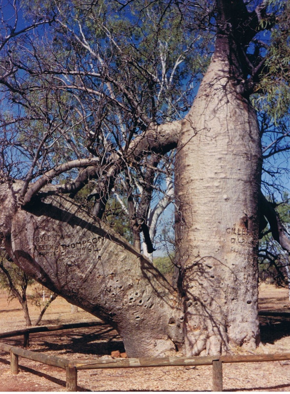 Photograph, big boab tree, Limestone gorge, Bullita N.T; 5982 | eHive