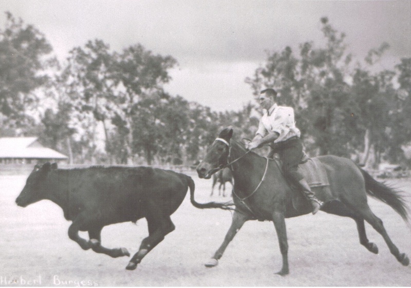 Herbert Burgess at Beaudesert Rodeo.; 1932; 6973 | eHive