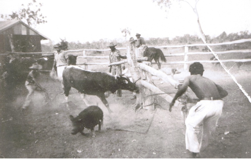Pigs & bullock in stockyard with five aboriginal stockmen; 7203 | eHive