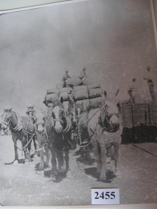 Photograph - Wool wagon being pulled by horses.; Gillett W H; c 1920 ...