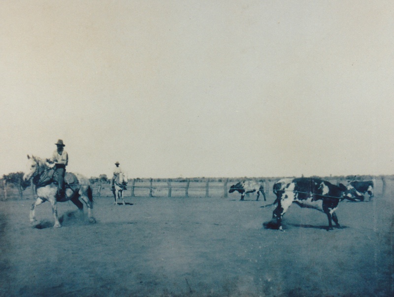Stockman Toby Gorringe holding a lassoed cow for bronco banding ...
