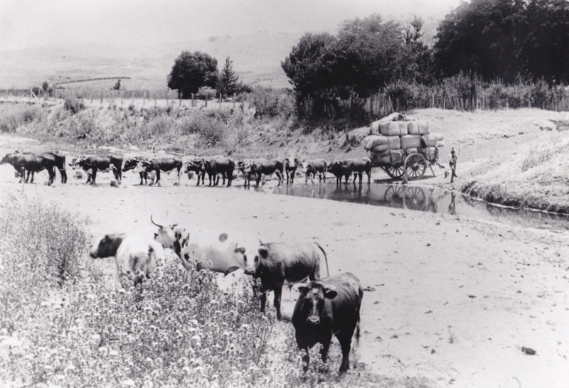 Photograph - Bullock Team; c1900s; 16821 | eHive