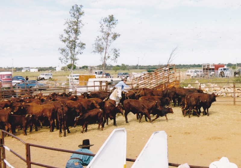 Stockman lassoing steer during bronco branding contest at Drovers ...