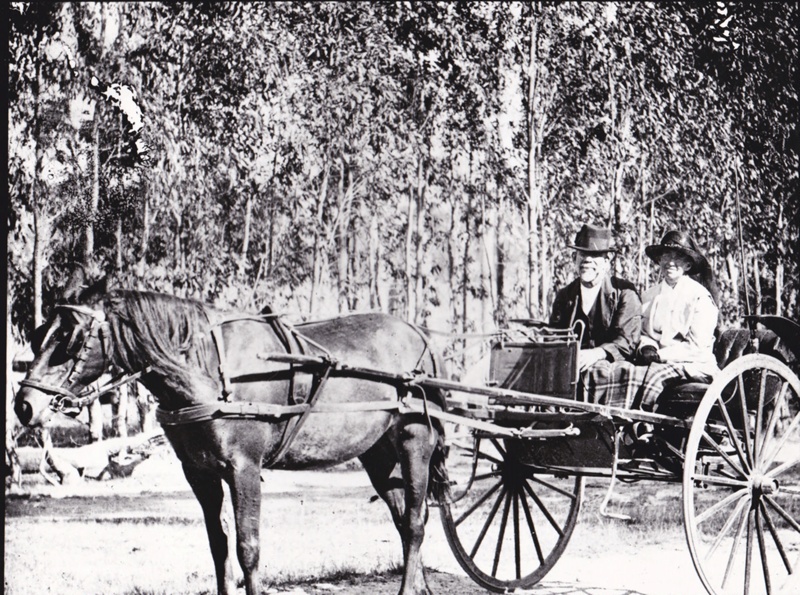 B&W photograph of man and woman in a jinker (a horse drawn, single axle ...