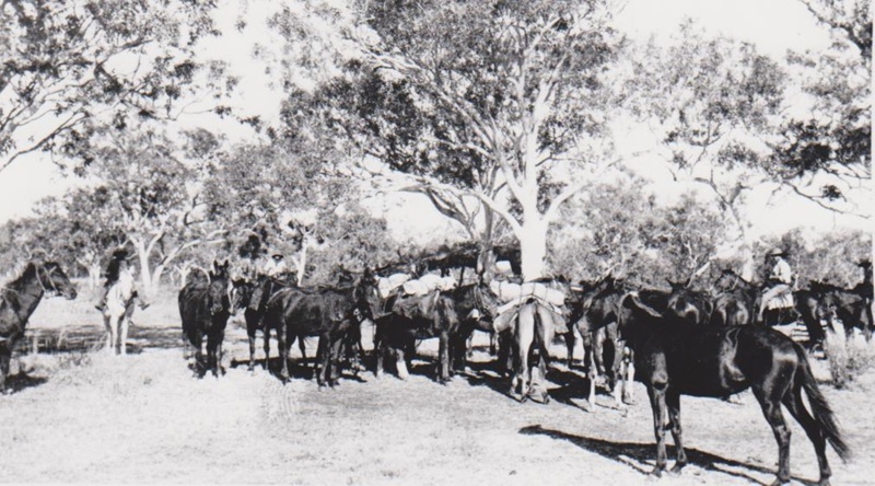 Negative - Aboriginal Stockmen; unknown; 11275 | eHive