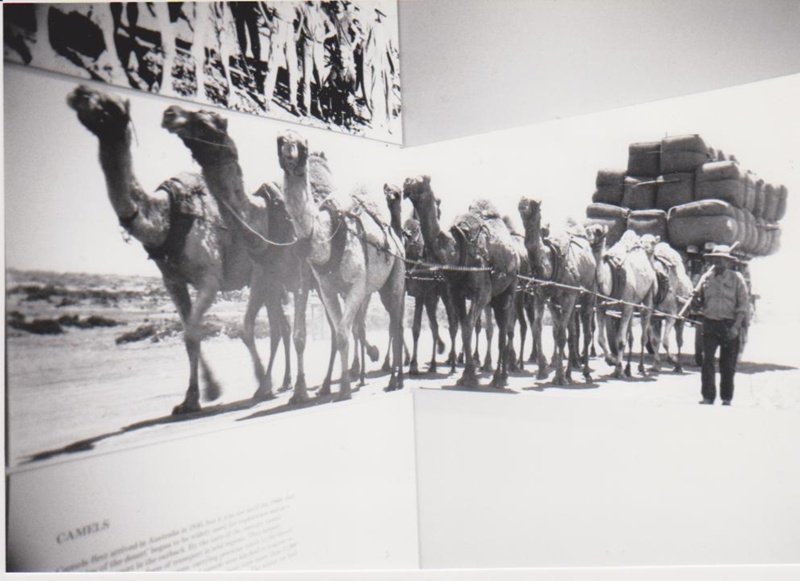 Camel train pulling a load of wool on a flat top wagon - interesting ...