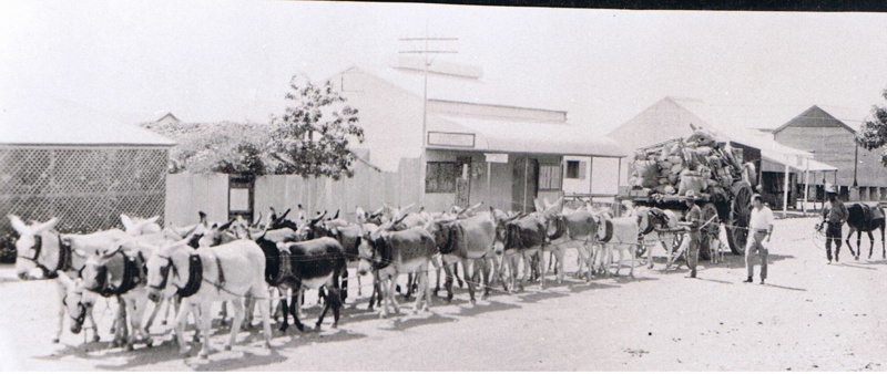Photograph - Donkey Train; 5934 | eHive