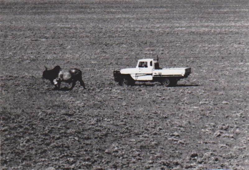 Photograph - Bull Catching per Vehicle; 9253 | eHive