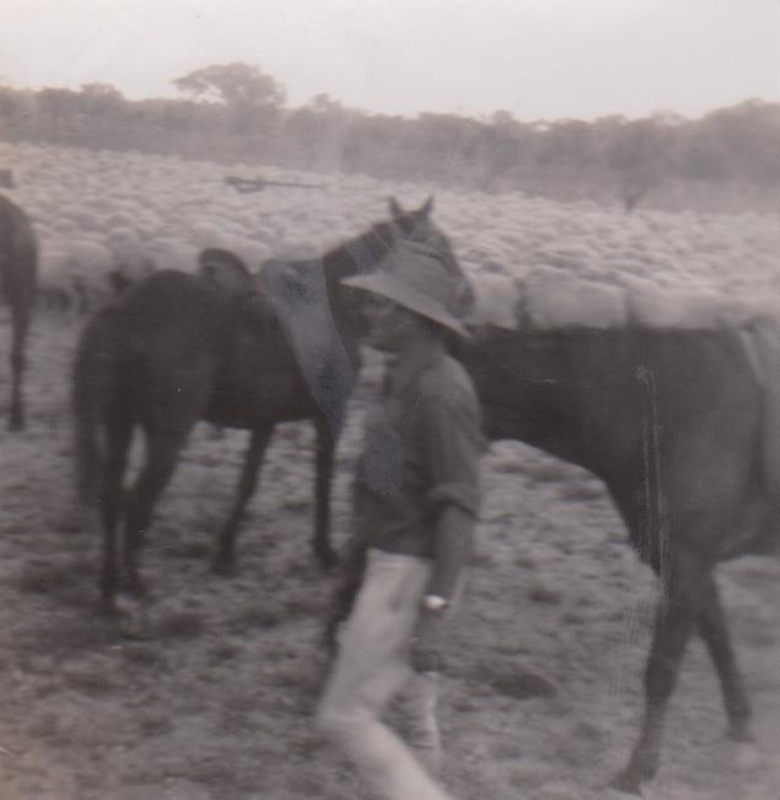 Photograph - Flock of sheep on Maneroo Station, part of the flock ...