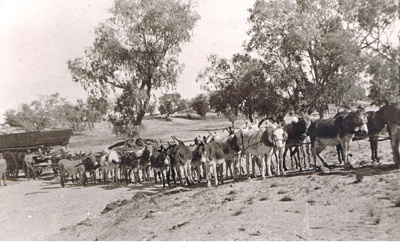 A donkey team pulling a wagon across Cooper Creek, South Australia; c ...