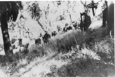 Scene of the murder of Constable George Doyle and Station Manager ...