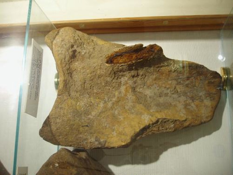 fossil elephant scapula; DUWHM:N155 | eHive