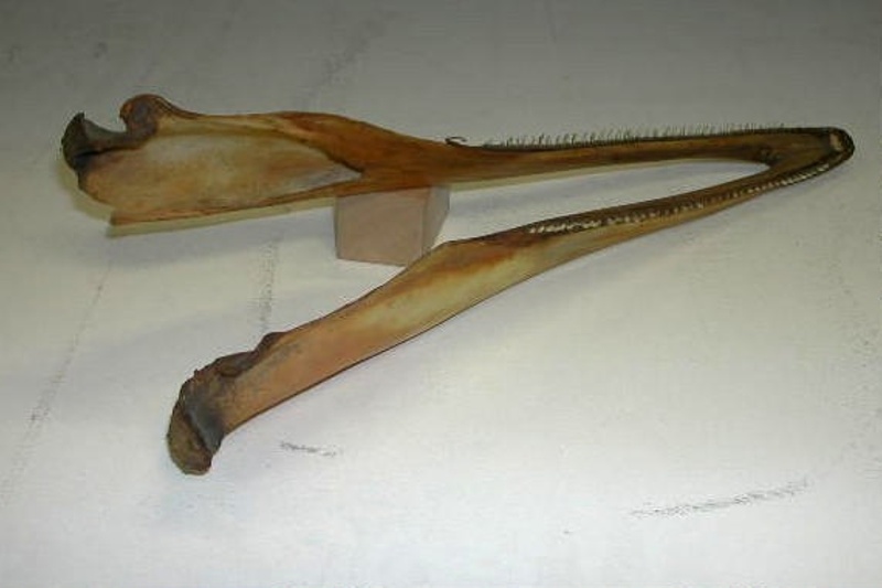 Common Dolphin mandible; A_1991-501A | eHive