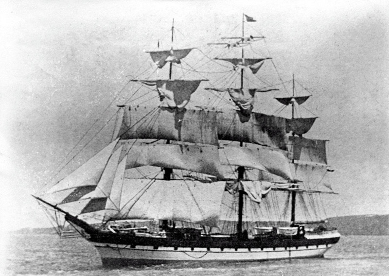 Western Monarch; P_OM_C_5e | eHive