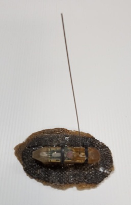 Neil the Elephant Seal Electronic Tracker; A_2025-010 | eHive