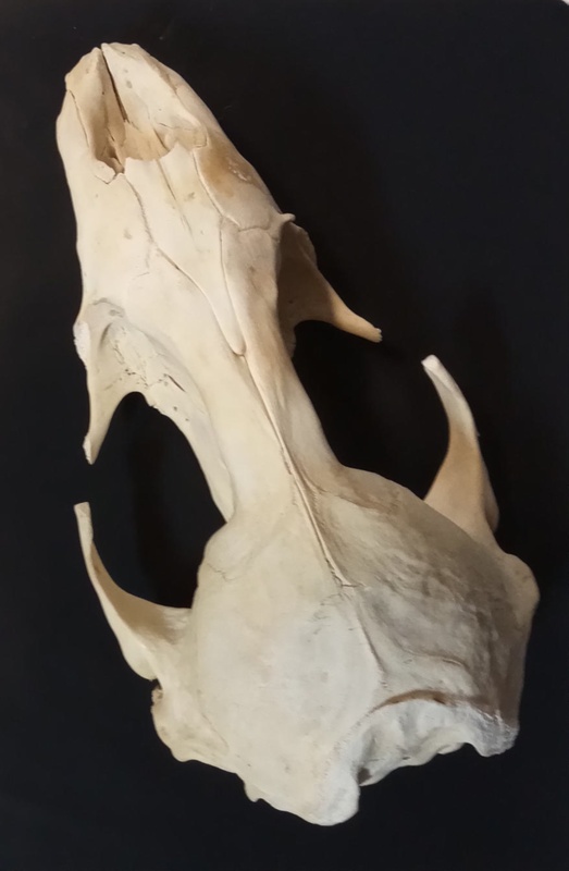 Leopard Seal Skull; A_2025-011 | eHive