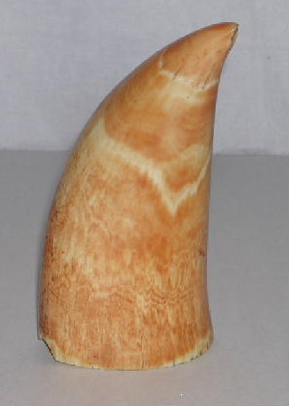 Sperm Whale (Physeter macrocephalus) tooth; A_1984-089 | eHive