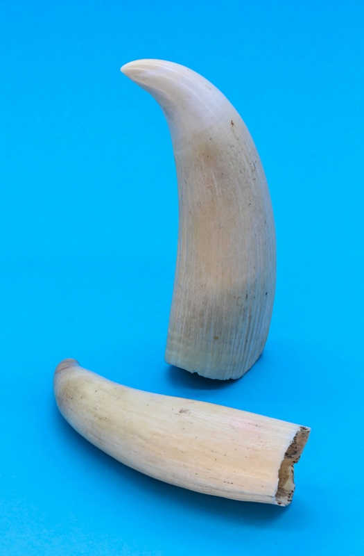 Sperm Whale (Physeter macrocephalus) teeth (x2); A_2018-007 | eHive