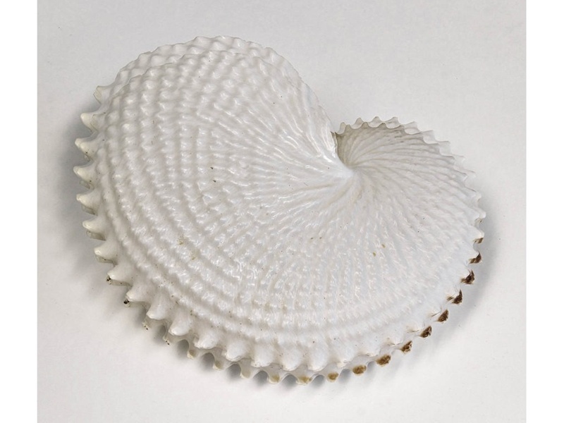 Paper Nautilus (Argonauta nodosa); A_2020-057 | eHive