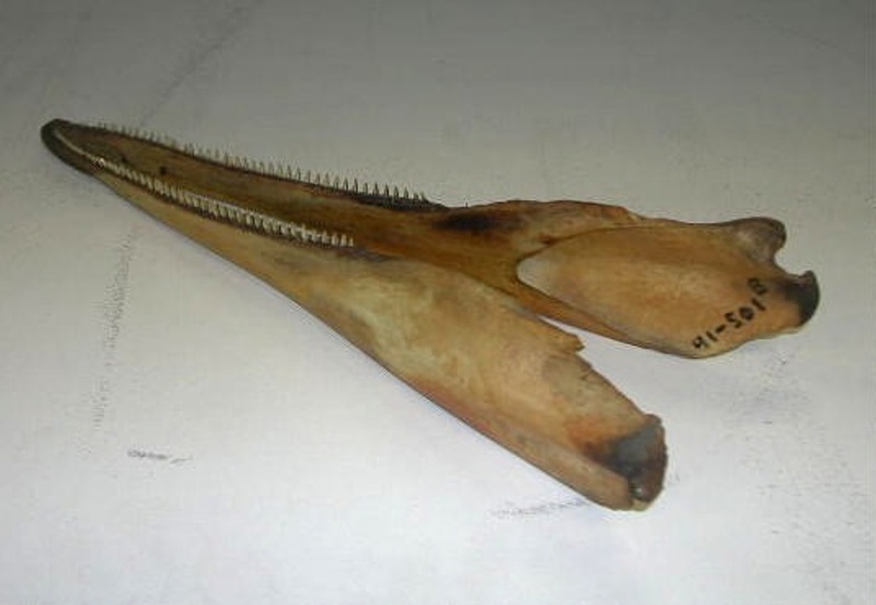 Common Dolphin mandible; A_1991-501 | eHive