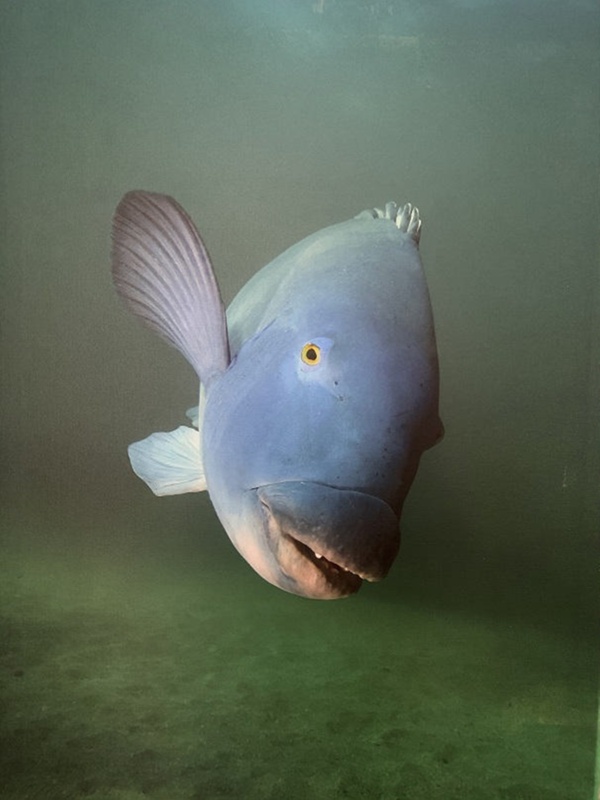 Eastern Blue Groper; Moran, Aengus; 2011; 2020.1.11 | eHive