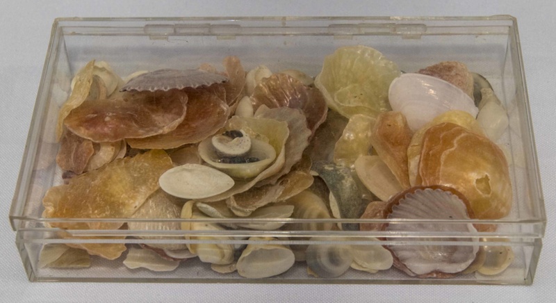 Box of Shells; 99.57 | eHive