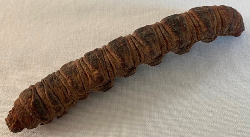 Carved Witchetty Grub; 2021.03 | eHive