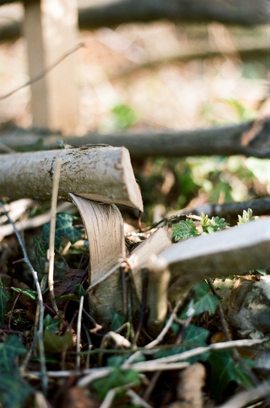 How to Lay a Hedge - Step 3 ; Angus D. Birditt; STMEA:2022-48 | eHive