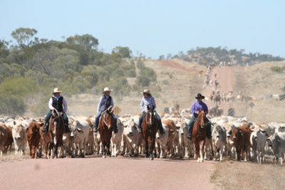 Bringing in the cattle for the 2011 Hughenden Campdraft; Melissa ...