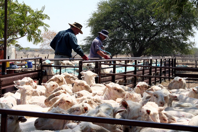 Men spraying sheep in counting-out pen at Abbotsford shearing shed ...