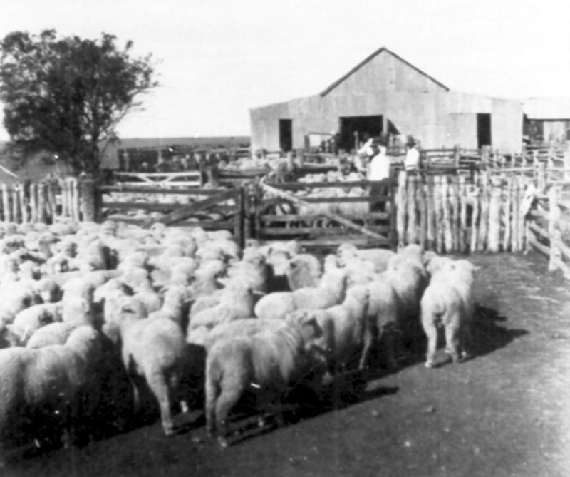 Barenya shearing shed and yards ca.1916; Ingoldby, James; ca.1916; 2013 ...