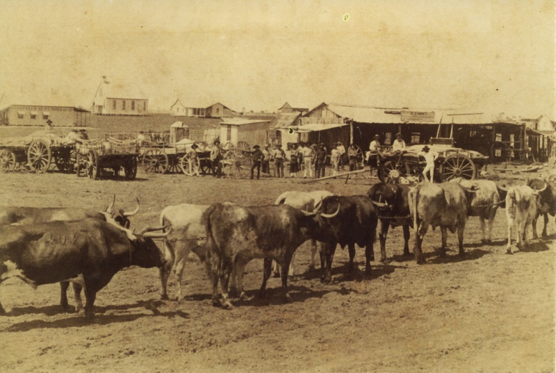 Hughenden Station Bullock Team, group of unidentified men & buildings ...