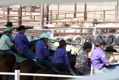 Group of competitors waiting on horseback at the 2011 Hughenden ...