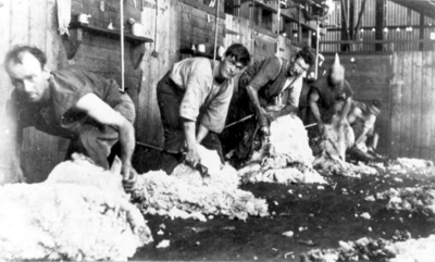 Shearers at work on Barenya Station, ca.1916; Ingoldby, James; ca.1916 ...