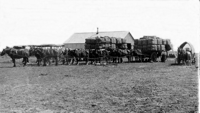 Horse-drawn wool wagons and cook's cart leaving Cameron Downs, 1900s ...