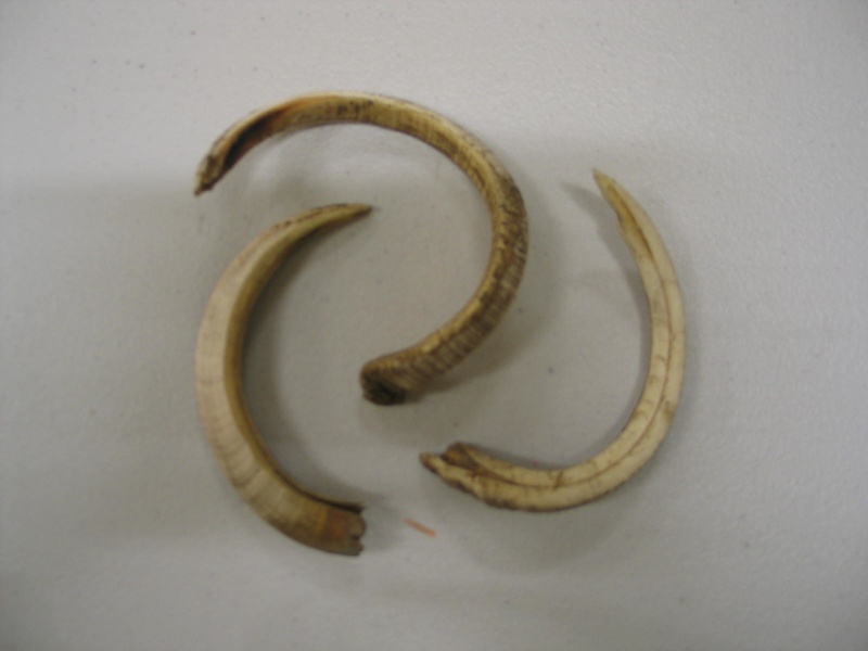 Claws? / Tusks? | eHive