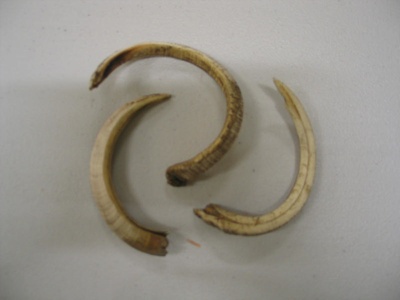 Claws? / Tusks? | eHive
